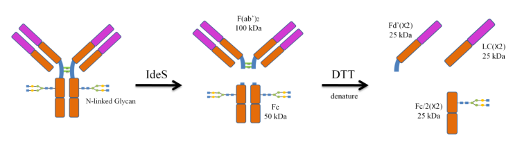 IdeS Protease (IgG-specific)