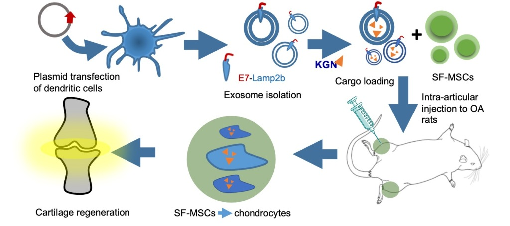 Exosome-mediated delivery of kartogenin for chondrogenesis of synovial ...